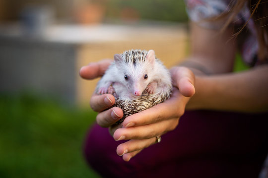 Hérisson Images – Browse 1,437 Stock Photos, Vectors, and Video | Adobe ...