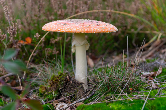 Unedible Bilder – Durchsuchen 492 Archivfotos, Vektorgrafiken und ...