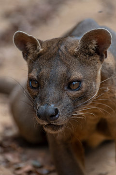 รูปภาพ"Fossa – เลือกดูภาพถ่ายสต็อก เวกเตอร์ และวิดีโอ30,456 | Adobe Stock