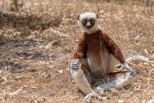 "Crowned Sifaka" Images – Browse 390 Stock Photos, Vectors, and Video ...
