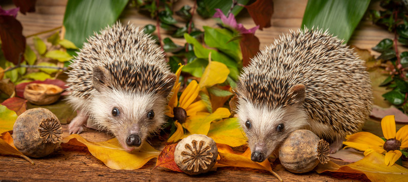 Spikey Images – Browse 44 Stock Photos, Vectors, and Video | Adobe Stock