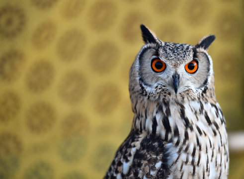 Buho Images – Browse 1,744 Stock Photos, Vectors, and Video | Adobe Stock