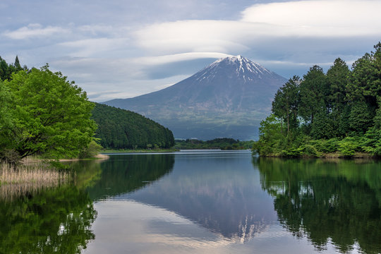 Tanuki-Ko Images – Browse 30 Stock Photos, Vectors, and Video | Adobe Stock