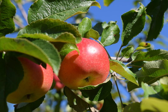 Apfelsorte bilder – Bläddra bland 1,740 stockfoton, vektorer och videor ...