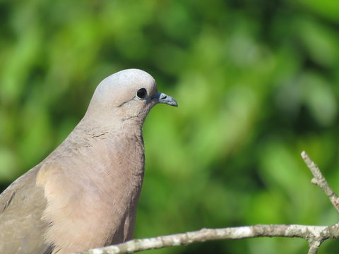 Torcaza Images – Browse 93 Stock Photos, Vectors, and Video | Adobe Stock