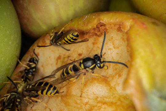 Wesp Bilder – Durchsuchen 195 Archivfotos, Vektorgrafiken und Videos ...