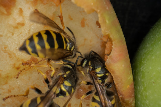 Wesp Bilder – Durchsuchen 195 Archivfotos, Vektorgrafiken und Videos ...