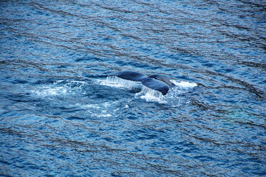 Furchenwal Bilder – Durchsuchen 1,667 Archivfotos, Vektorgrafiken und ...