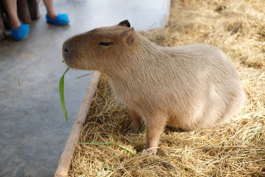 Imagens de Chiguiro – Explore Fotografias do Stock, Vetores e Vídeos de ...