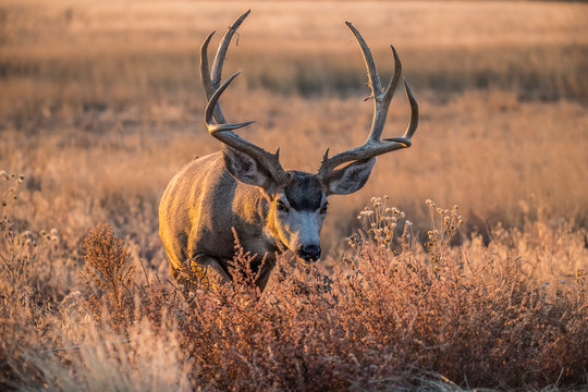 Mule Deer Wallpaper