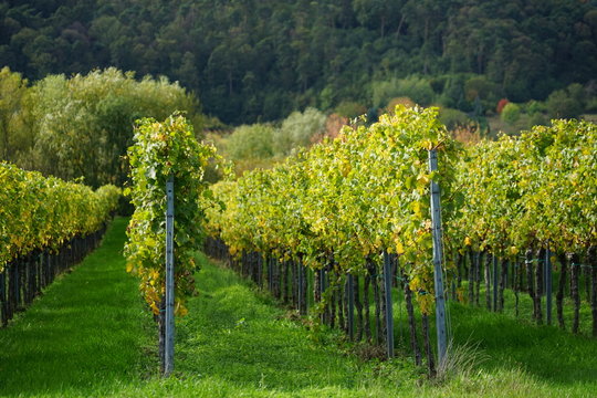 Rebstock Bilder – Durchsuchen 26,619 Archivfotos, Vektorgrafiken und ...