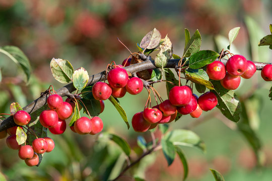 รูปภาพMalus – เลือกดูภาพถ่ายสต็อก เวกเตอร์ และวิดีโอ133,949 | Adobe Stock
