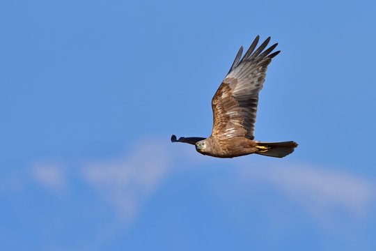"Eastern Marsh Harrier" Images – Browse 176 Stock Photos, Vectors, and ...
