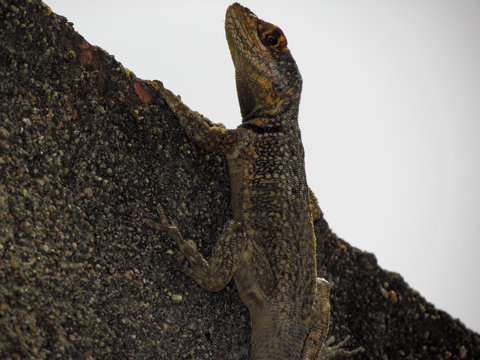 Calango Bilder – Durchsuchen 327 Archivfotos, Vektorgrafiken und Videos ...