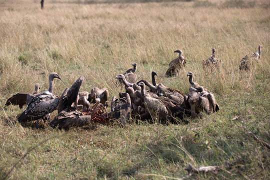 Scavangers Bilder – Durchsuchen 44 Archivfotos, Vektorgrafiken und ...