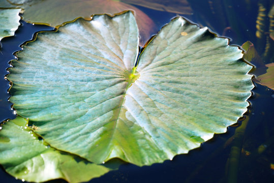 Fload Images – Browse 43 Stock Photos, Vectors, and Video | Adobe Stock