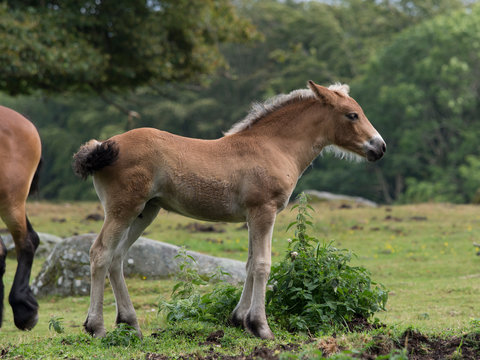 「Potrillo」の写真素材 | 1,572件の無料イラスト画像 | Adobe Stock