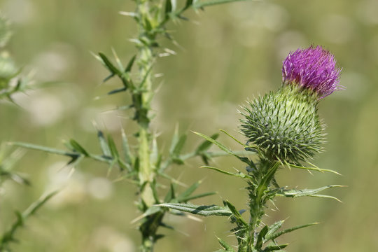 รูปภาพAcker-Kratzdistel – เลือกดูภาพถ่ายสต็อก เวกเตอร์ และวิดีโอ266 ...
