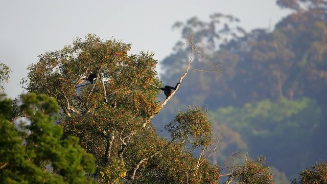 รูปภาพBrachiate – เลือกดูภาพถ่ายสต็อก เวกเตอร์ และวิดีโอ204 | Adobe Stock