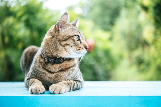 รูปภาพTabby – เลือกดูภาพถ่ายสต็อก เวกเตอร์ และวิดีโอ531,014 | Adobe Stock