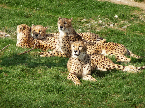 รูปภาพGeparden – เลือกดูภาพถ่ายสต็อก เวกเตอร์ และวิดีโอ520 | Adobe Stock