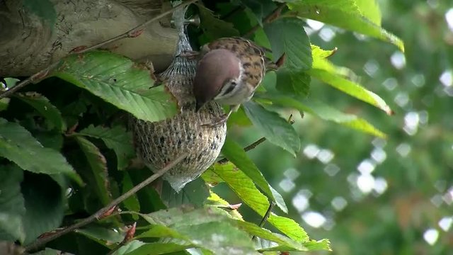 Feldspatzen bilder – Bläddra bland 353 stockfoton, vektorer och videor ...