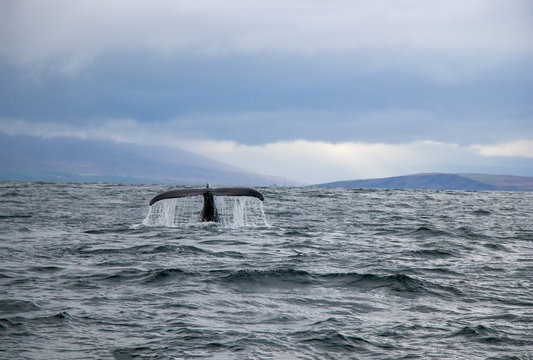 Furchenwale Bilder – Durchsuchen 1,584 Archivfotos, Vektorgrafiken und ...