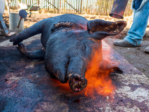 Asf Images – Browse 579 Stock Photos, Vectors, and Video | Adobe Stock