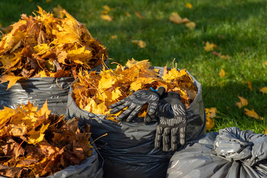 Imágenes de Fall Clean Up: descubre bancos de fotos, ilustraciones ...
