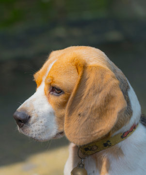 Begle Images – Browse 63 Stock Photos, Vectors, and Video | Adobe Stock