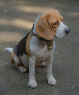 Begle Images – Browse 63 Stock Photos, Vectors, and Video | Adobe Stock