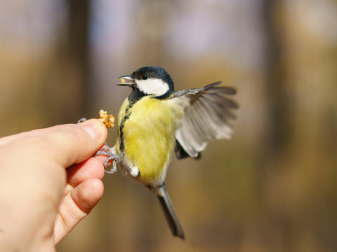 Titbird Images – Browse 43 Stock Photos, Vectors, and Video | Adobe Stock