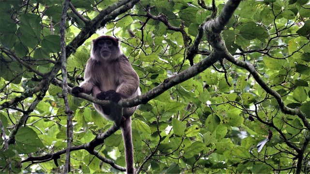 รูปภาพMenschenaffe – เลือกดูภาพถ่ายสต็อก เวกเตอร์ และวิดีโอ2,275 ...