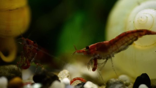 Bloodworm Bilder – Durchsuchen 1,106 Archivfotos, Vektorgrafiken und ...
