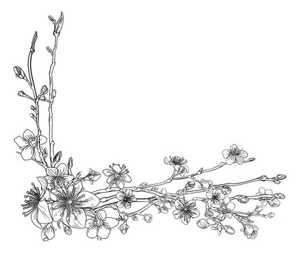 325 BEST Cherry Blossom Corner Border IMAGES, STOCK PHOTOS & VECTORS ...