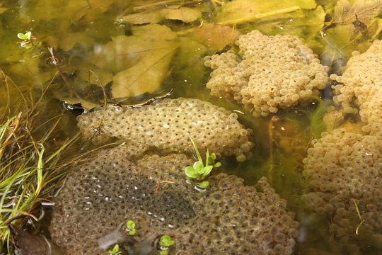 「Froschlaich」の画像 - 513 件の Stock 写真、ベクターおよびビデオ | Adobe Stock