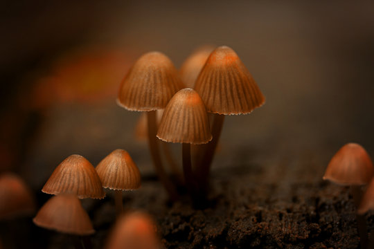 「Plize」の写真素材 | 70件の無料イラスト画像 | Adobe Stock