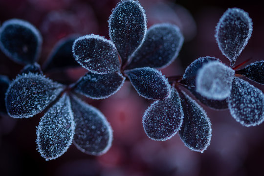 Hoarfrost Images – Browse 2,797,910 Stock Photos, Vectors, and Video ...