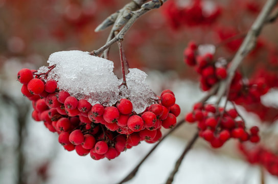 Ghostberry bilder – Bläddra bland 5,030 stockfoton, vektorer och videor ...