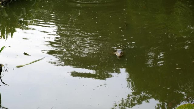 Comodo Images – Browse 2,872 Stock Photos, Vectors, and Video | Adobe Stock