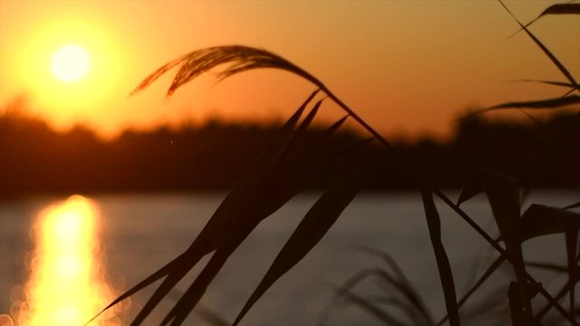 "Reed Sunset" Images – Browse 495 Stock Photos, Vectors, and Video ...