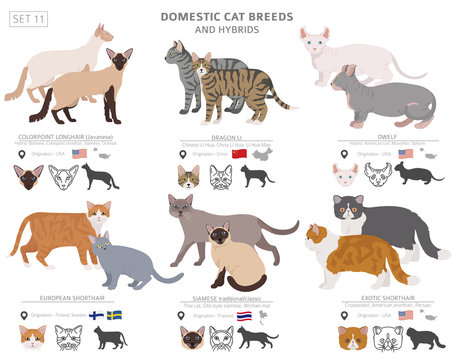 Dragon Li Cat Breed