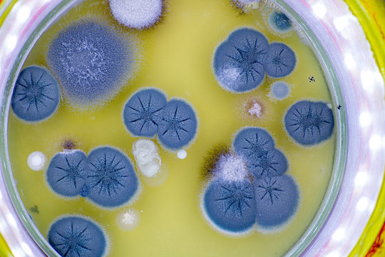รูปภาพMicrococcus – เลือกดูภาพถ่ายสต็อก เวกเตอร์ และวิดีโอ833 | Adobe Stock