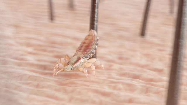 Downlouse Bilder – Durchsuchen 75 Archivfotos, Vektorgrafiken und ...