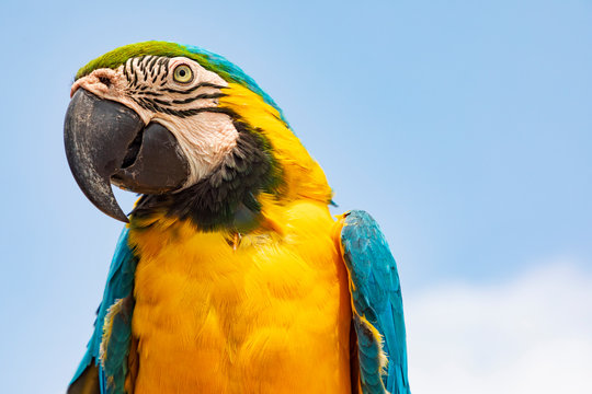 รูปภาพPapagai – เลือกดูภาพถ่ายสต็อก เวกเตอร์ และวิดีโอ214 | Adobe Stock