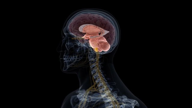 Midbrain Images – Browse 1,716 Stock Photos, Vectors, and Video | Adobe ...