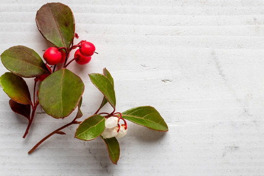 Spiceberry Bilder – Durchsuchen 2,944 Archivfotos, Vektorgrafiken und ...