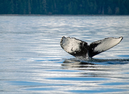Furchenwale 画像 - 参照 25 Stock 写真、ベクターおよびビデオ | Adobe Stock