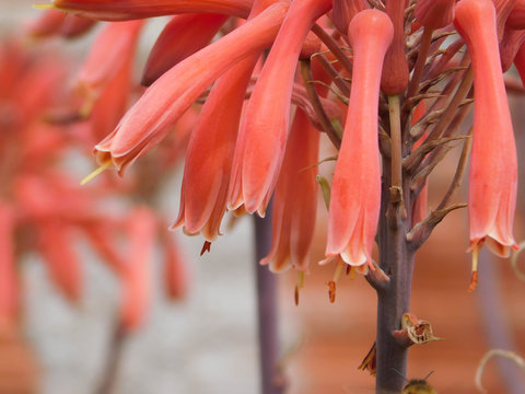 Rastrera Images – Browse 75 Stock Photos, Vectors, and Video | Adobe Stock