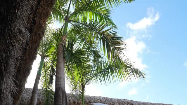 Imagens de Palapa – Explore Fotografias do Stock, Vetores e Vídeos de ...